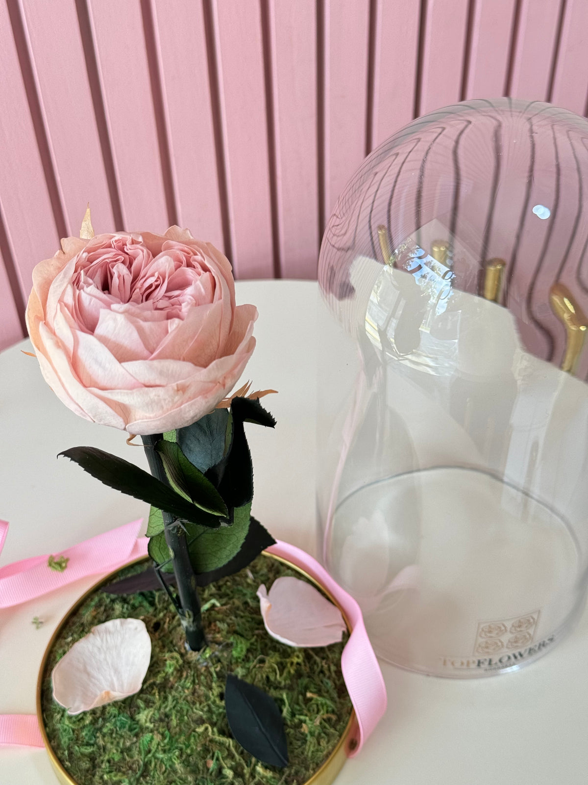Preserved Peony in Glass Dome LL+ | Top Flowers